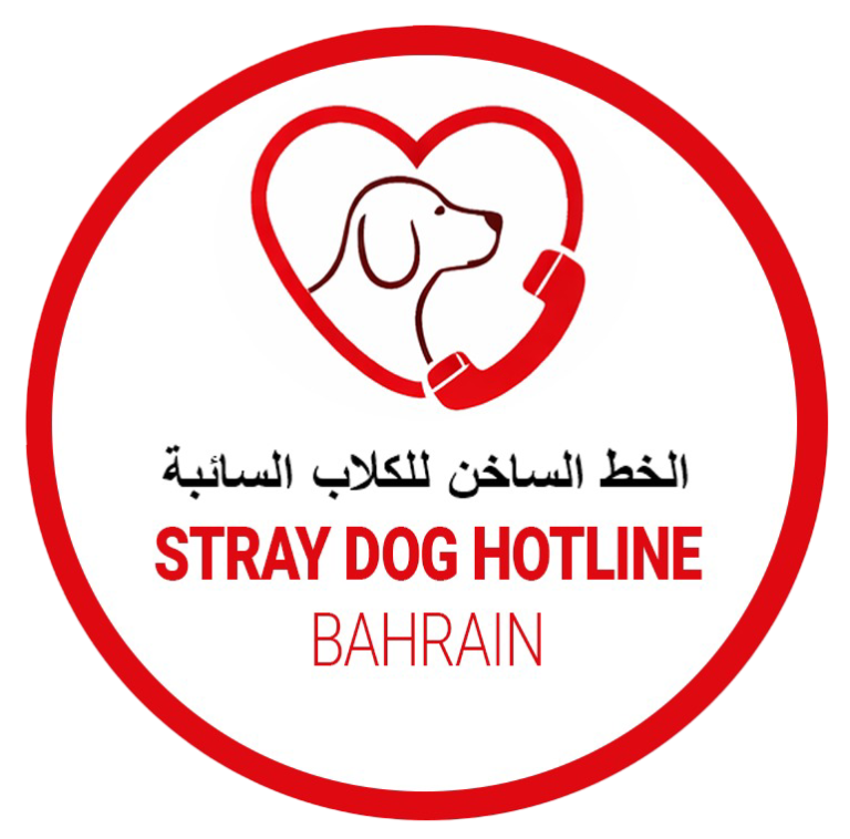 Report a Stray Dog - 24/7 Hotline & Online Reporting Support